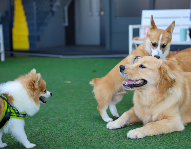 TOMO Service Dogs Association