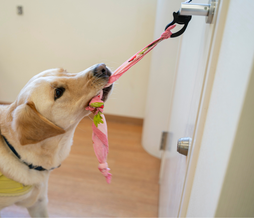 TOMO Service Dogs Association