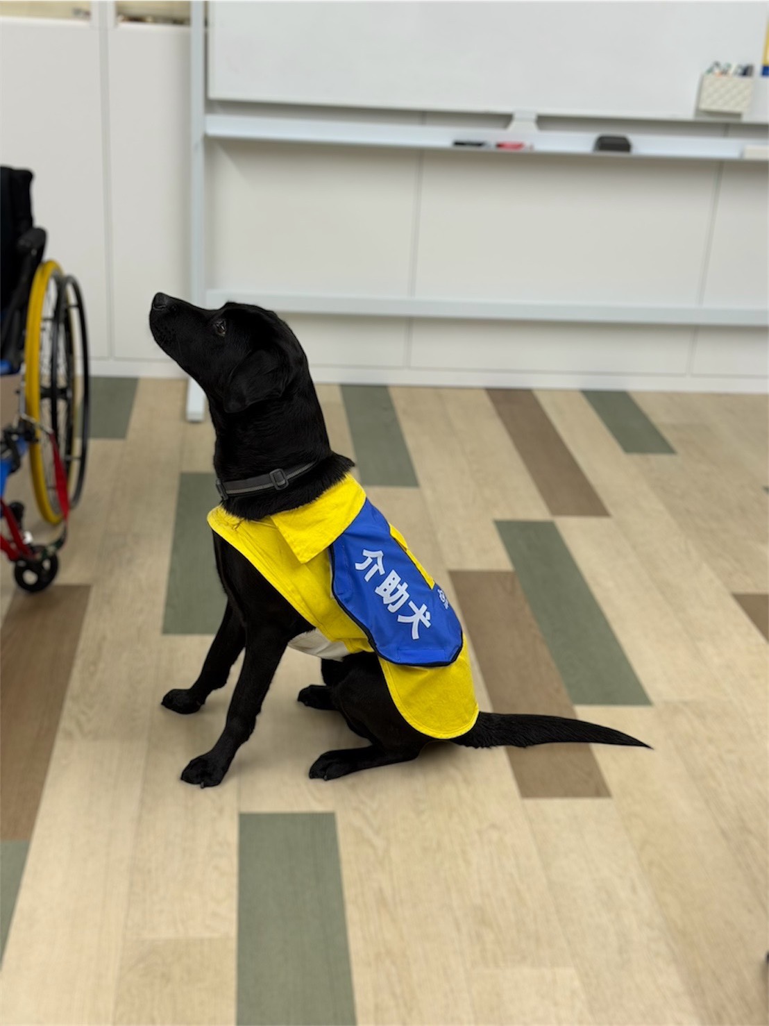 TOMO Service Dogs Association