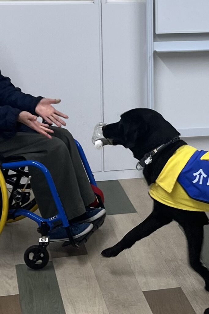 TOMO Service Dogs Association